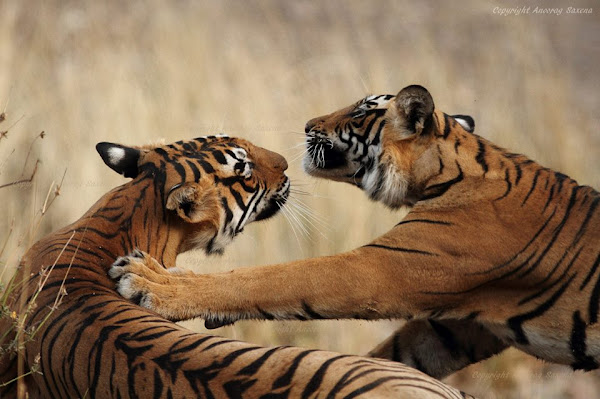 Bengal Tiger | Project Noah