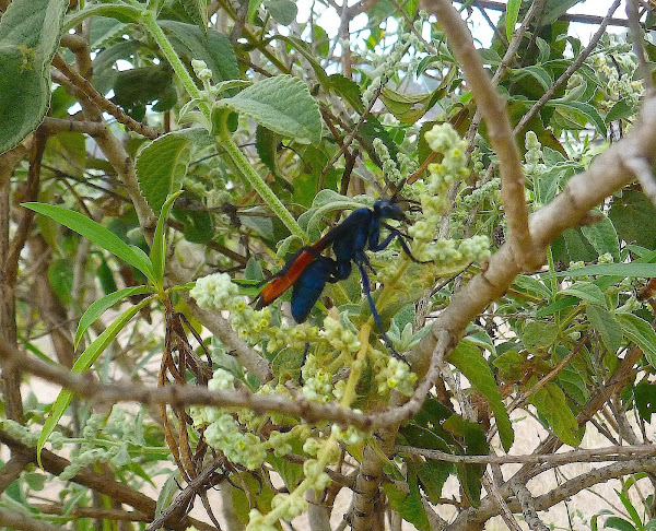 Giant Tarantula Hawk Wasp | Project Noah
