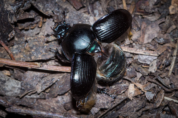 Dung beetle | Project Noah