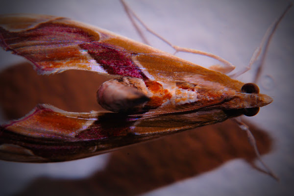 Sky Pointing Moth | Project Noah