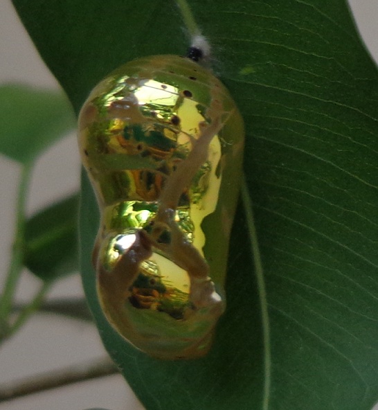 Common indian crow | Project Noah