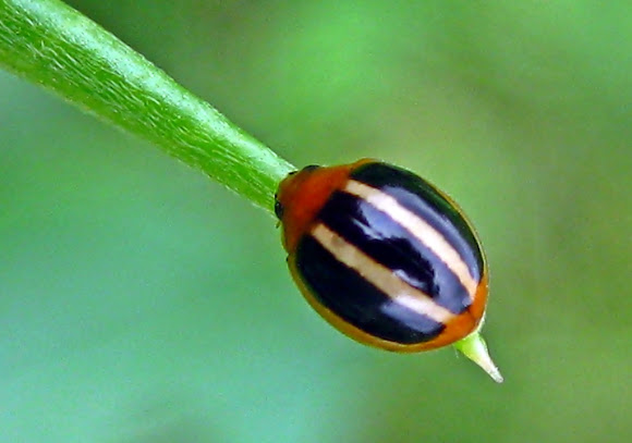 Three-striped Lady Beetle | Project Noah