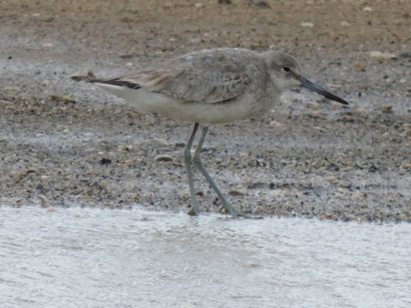 Willet | Project Noah