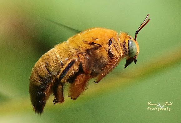 Carpenter bee (male) | Project Noah