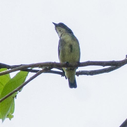 Pygmy Flowerpecker | Project Noah