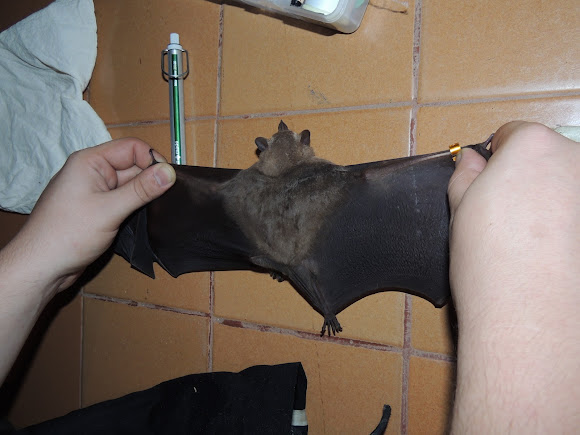 Great Fruit-Eating Bat | Project Noah