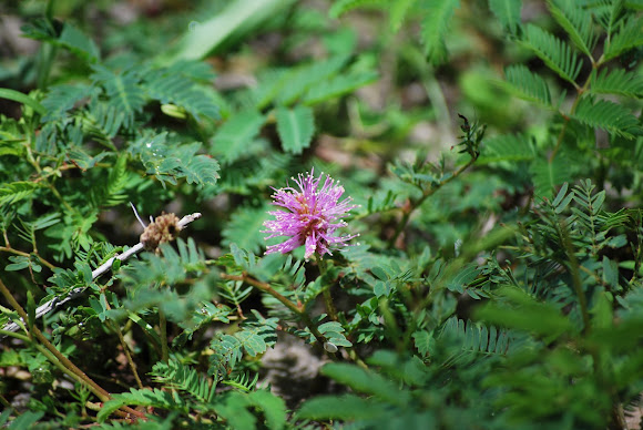 Sensitive brier | Project Noah