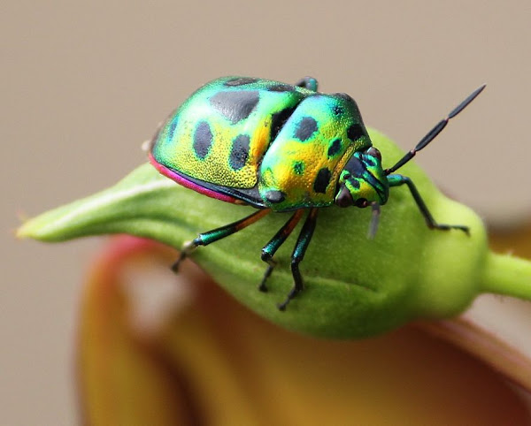 Green Jewel Bug | Project Noah