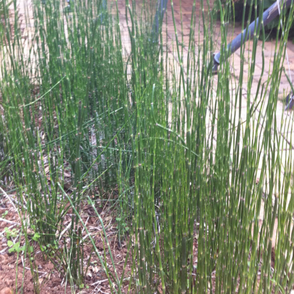 Spotting | Project Noah