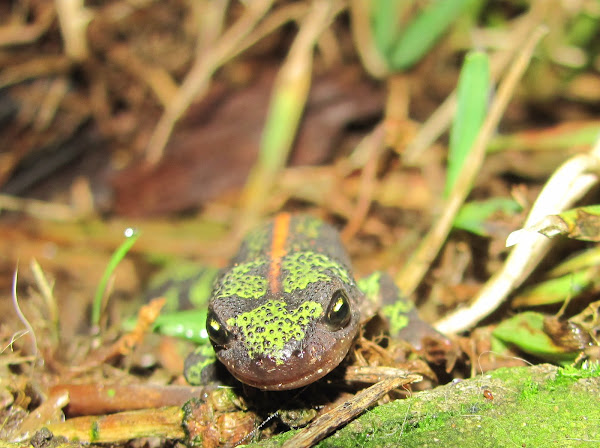 Marbled Newt | Project Noah