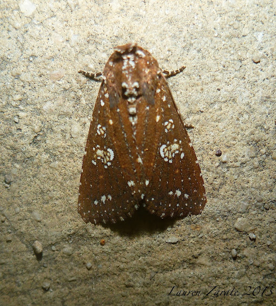 Noctuid Moth | Project Noah