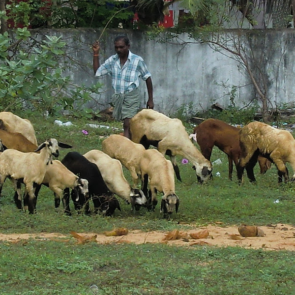 Indian goats (Sangamneri?) | Project Noah