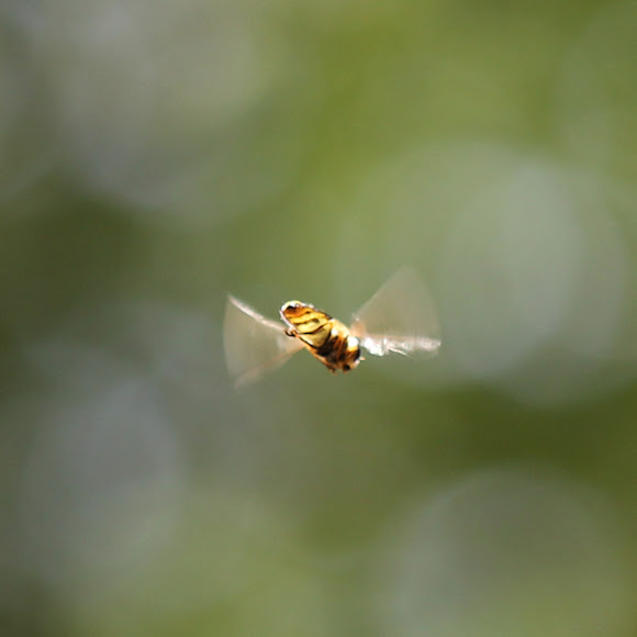 Hoverfly | Project Noah