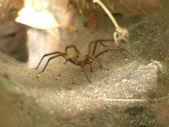 Brazilian wandering spider | Project Noah