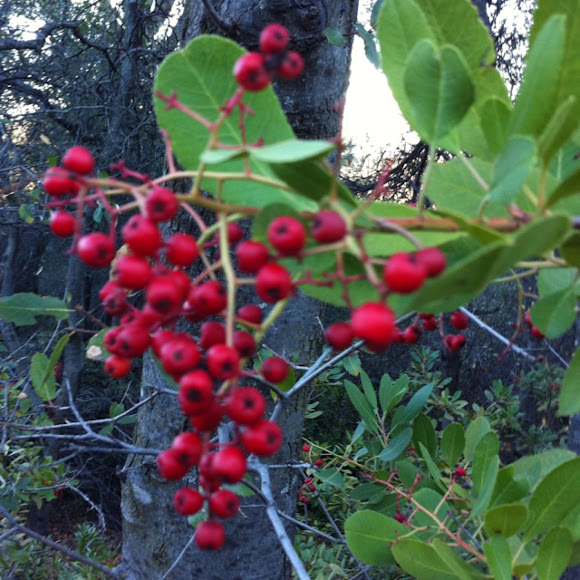 Toyon, Christmas Berry, California Holly | Project Noah