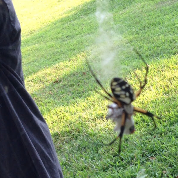 Corn Spider | Project Noah