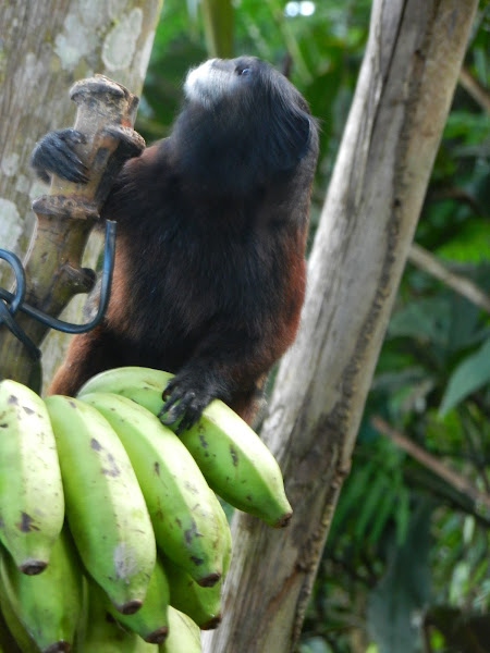 Tamarin | Project Noah