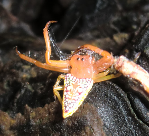 Triangular Spider | Project Noah