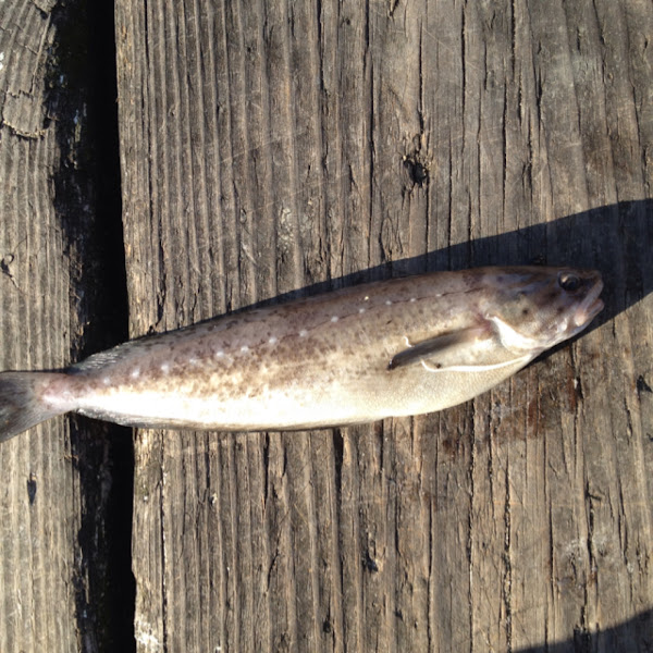 Iing fish ? | Project Noah