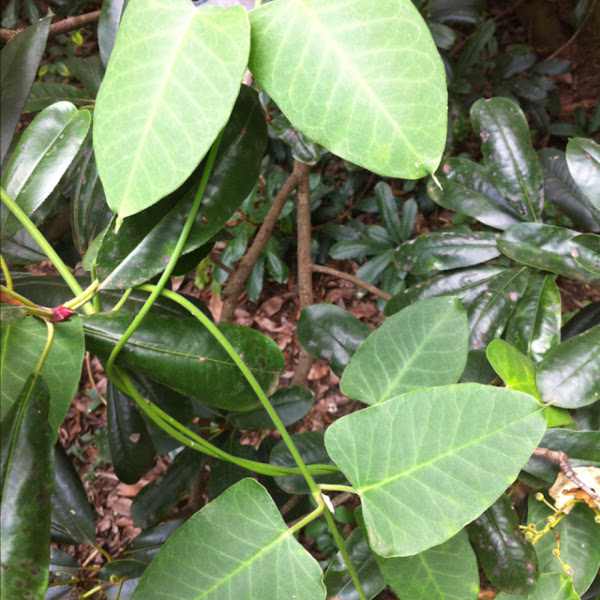 Common Moth Vine | Project Noah