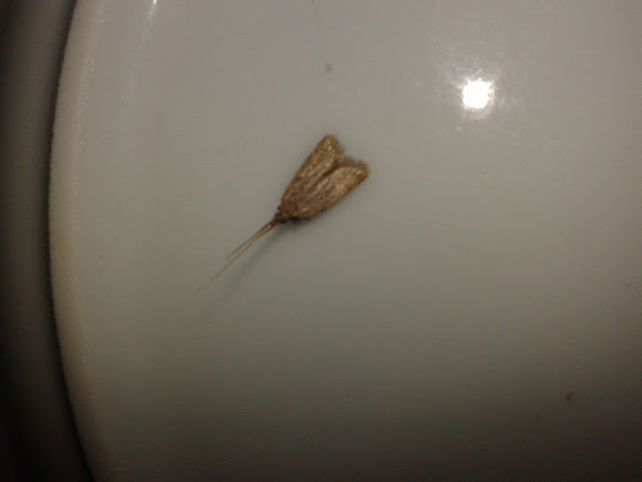 Garden Tortrix moth | Project Noah