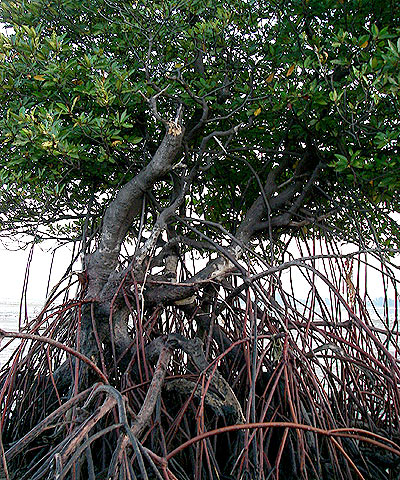 Enviorment and Culture - Asantz Tribe