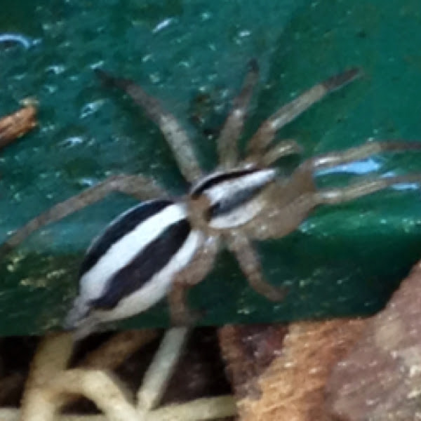 Ground Spider | Project Noah