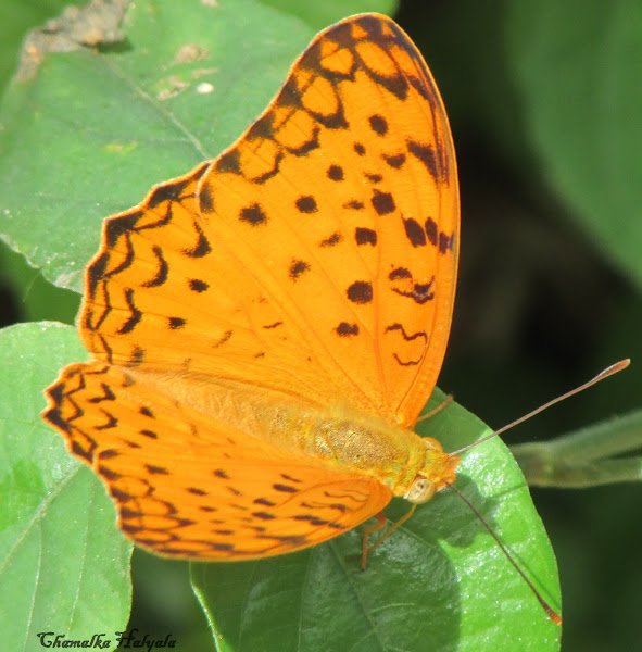 Common Leopard | Project Noah