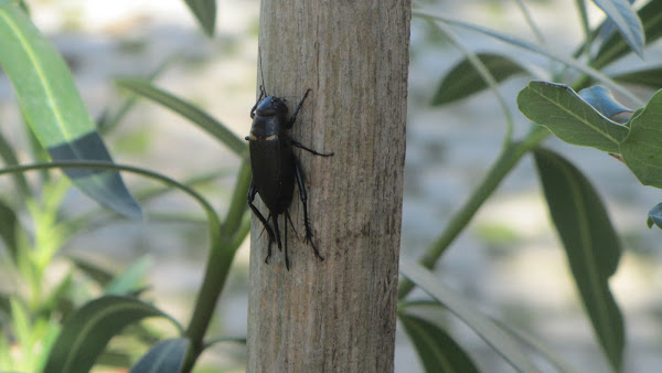 Two-spotted cricket | Project Noah