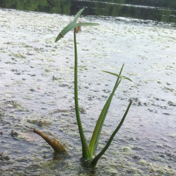 Arrowhead | Project Noah