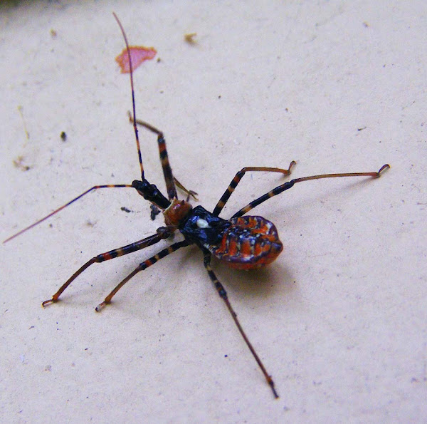 Common Assassin Bug, 4th instar | Project Noah