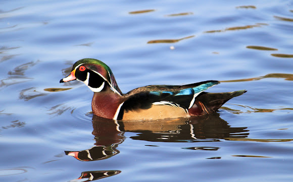 Wood Duck | Project Noah