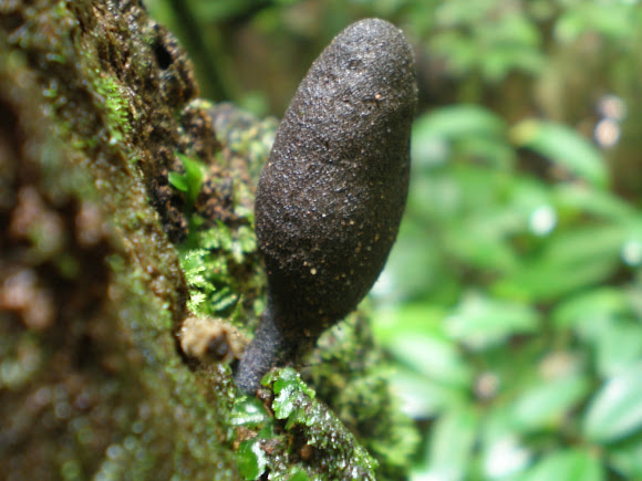 Xylaria | Project Noah