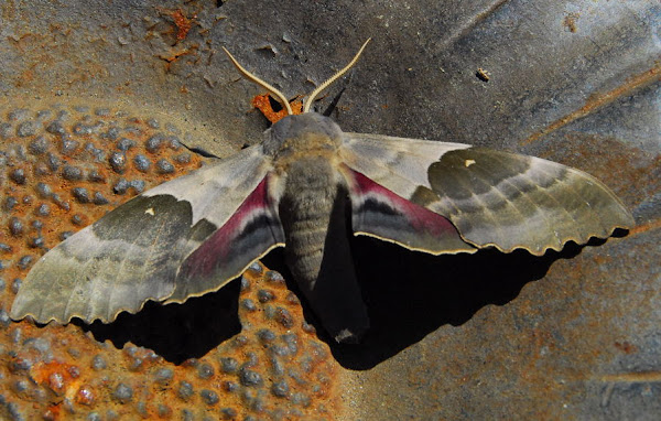 Modest Sphinx Moth | Project Noah