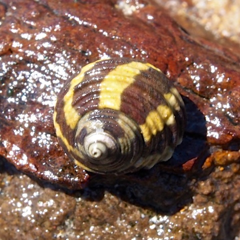 Top Shell or Trochus | Project Noah