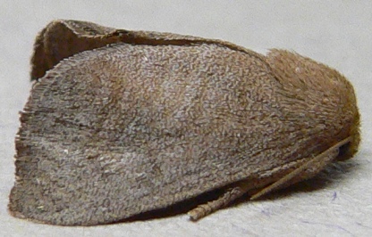 Crowned Slug Moth | Project Noah