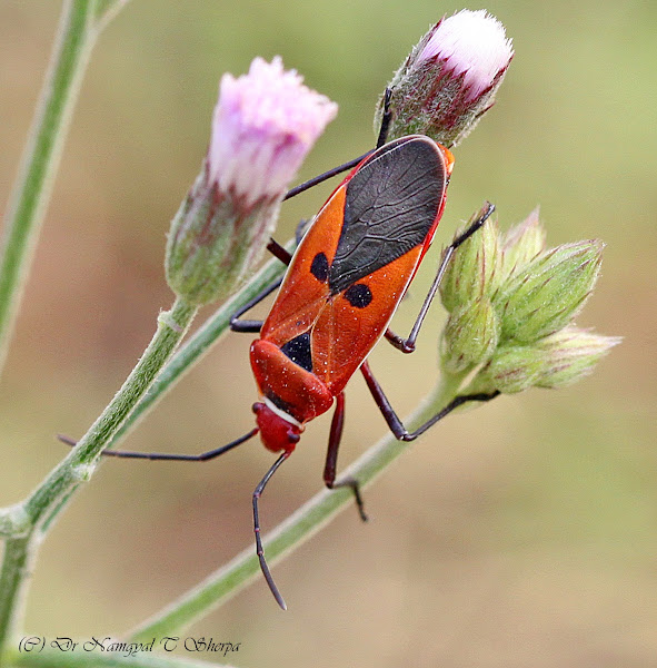 Red Cotton Bug | Project Noah