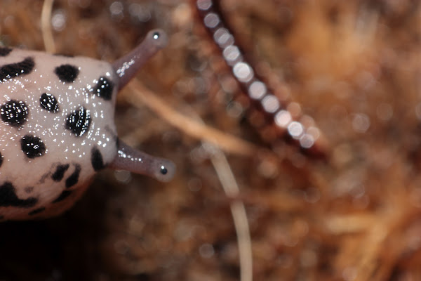 Leopard Slug | Project Noah