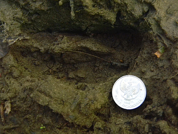 wild boar (tracks) | Project Noah