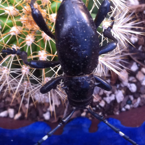 Cactus Longhorn Beetle | Project Noah