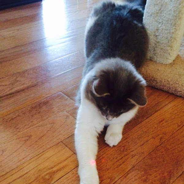 Cat(Maxx ) | Project Noah