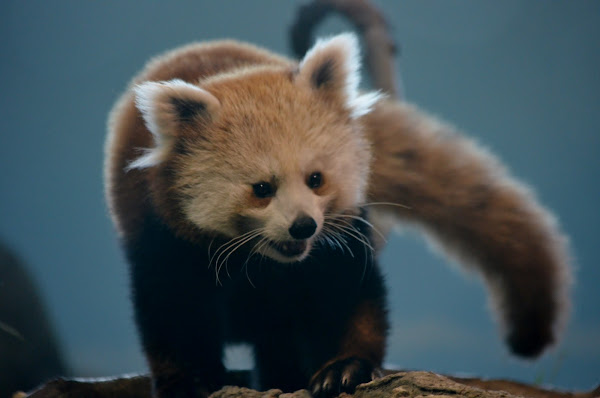 Red Panda | Project Noah