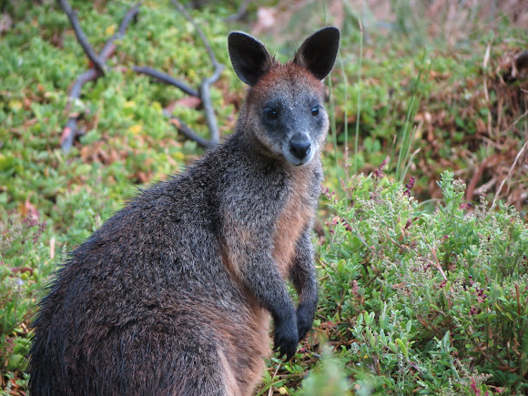 Swamp wallaby or Black wallaby | Project Noah