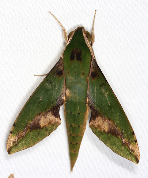 Sphinx Moth | Project Noah