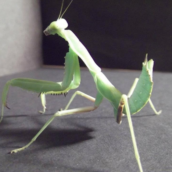 Chinese giant mantis | Project Noah