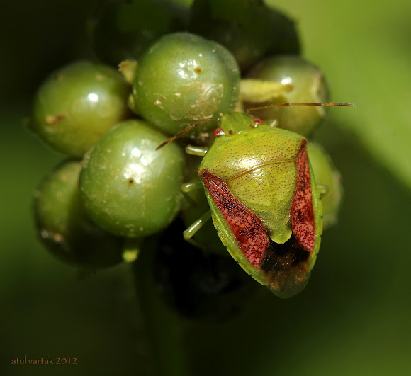 Brown-winged Stink Bug | Project Noah
