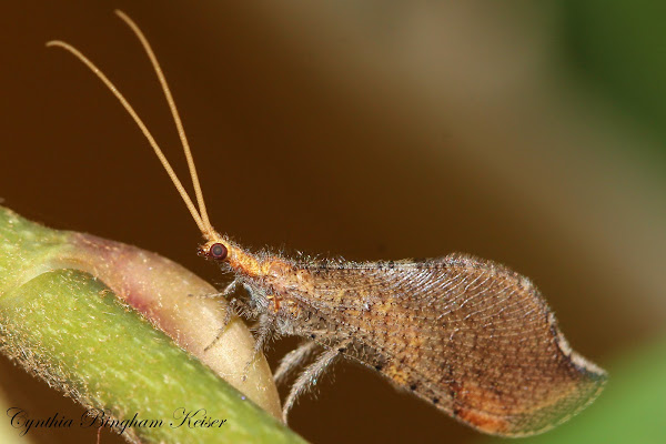 Beaded Lacewing | Project Noah