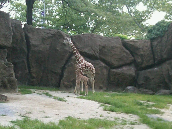 Giraffe | Project Noah