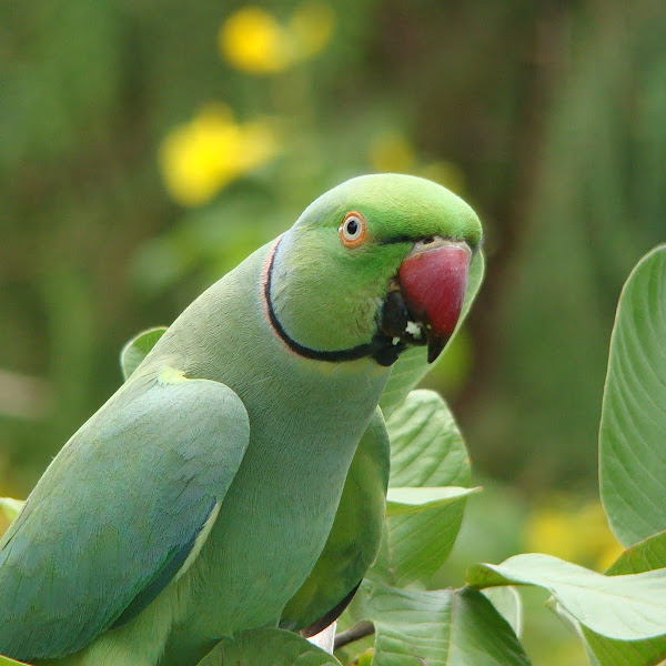 Tamil Nadu Biodiversity Project Noah