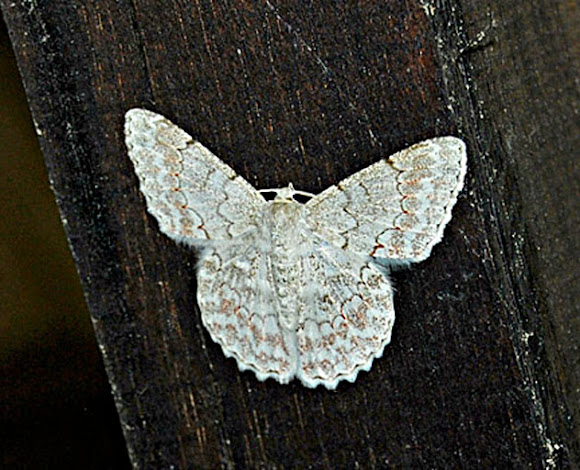 Fuzzy Moth | Project Noah